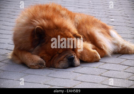 Hund / Dog / Canis Stock Photo - Alamy