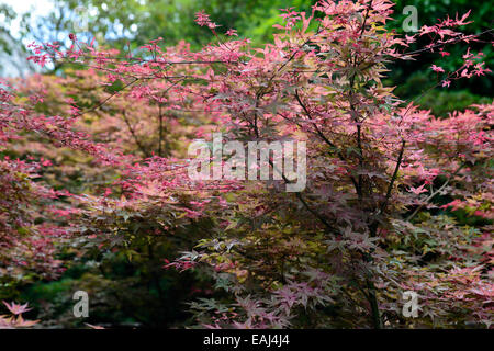 acer palmatum otome zakura red foliage leaves deciduous tree trees ...