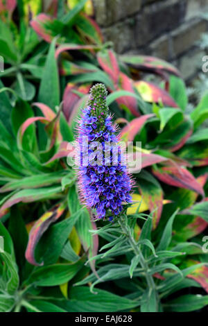 echium webbii blue spires spikes flower flowering flowers perennials ...