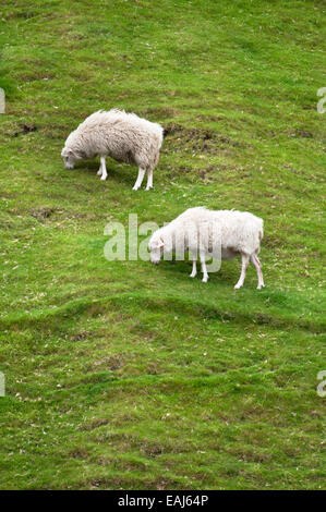 two sheep grazing on a steep hill in the norwegian mountains Stock ...