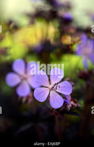 geranium pratense midnight reiter blue flower flowering flowers dark ...