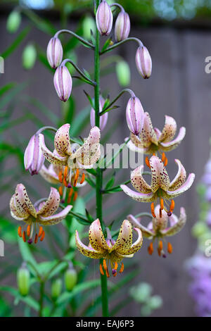 lilium martagon chameleon lily lilies martagon alba yellow pink turk ...