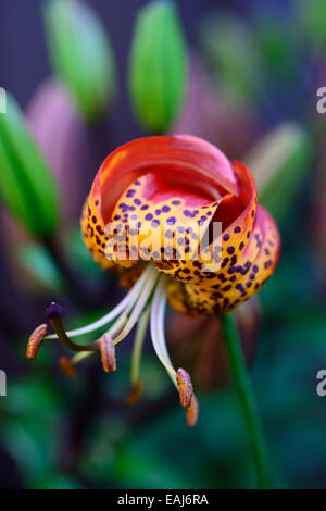 lilium pardalinum ssp shastense,shasta lily,lilies,panther lily,red ...