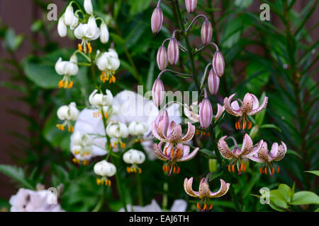 lilium martagon chameleon lily lilies martagon alba yellow pink turk ...
