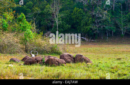 Gaur (Indian bison) skull with horns and bones in Periyar wildlife ...
