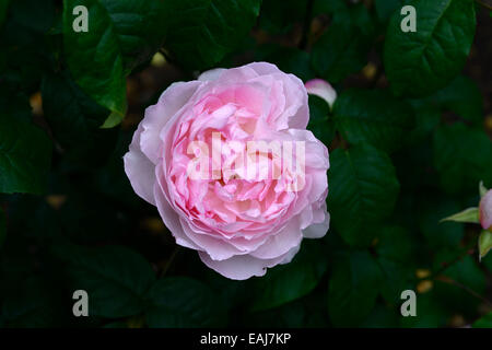 rosa heritage ausblush rose flower pink flowering flowers fragrant ...