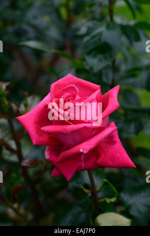 rosa red devil dicam rose double flower red shrub shrubs color colours ...