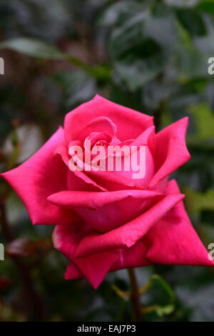 rosa red devil dicam rose double flower red shrub shrubs color colours ...