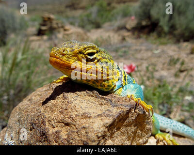 A "Mountain Boomer" (Collared Lizard) in Oklahoma's Wichita Mountains ...
