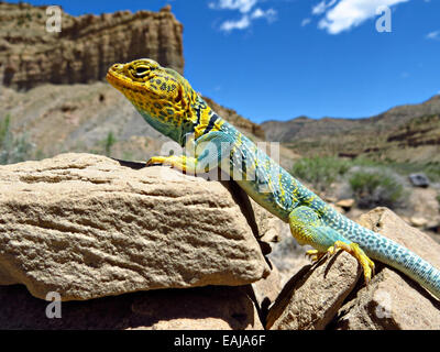 A "Mountain Boomer" (Collared Lizard) in Oklahoma's Wichita Mountains ...