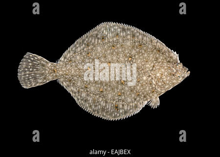 Plaice - Pleuronectes platessa Stock Photo - Alamy