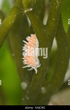 Coryphella lineata - Sea Slug Stock Photo - Alamy