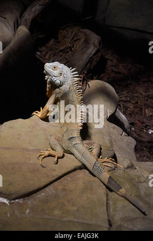Closeup rear view of green lizard Stock Photo - Alamy