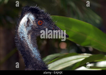 Emu australian bird with a long neck Stock Photo - Alamy