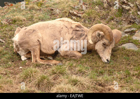 A Bighorn ram laying down Stock Photo - Alamy