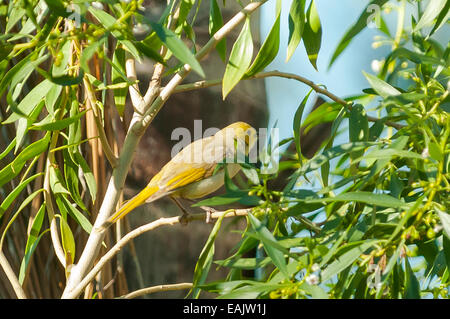 White-plumed Honeyeater, Lichenostomus penicillatus, perched on a reed ...