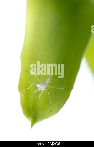 Praying mantis baby,Sinomantis denticulata, just hatched Stock Photo ...
