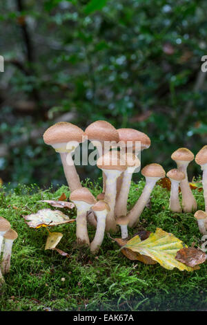Honey fungus (Armillaria mellea) Sussex, England, UK, October Stock ...