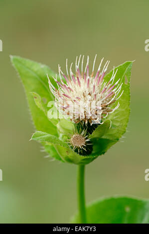 Cabbage Thistle (Cirsium oleraceum Stock Photo - Alamy