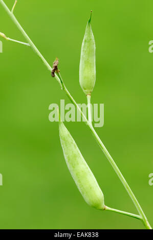 Wild Radish, pods, North Rhine-Westphalia, Germany / (Raphanus ...