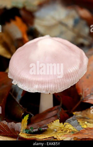 Lilac Bonnet (Mycena pura Stock Photo - Alamy