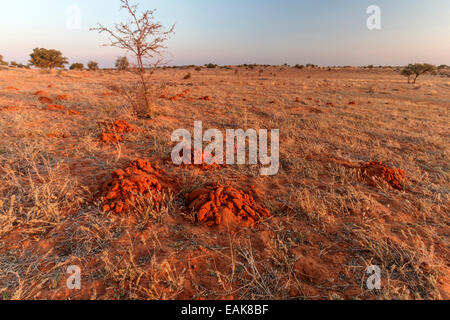 Desert plants Kalahari Namibia Stock Photo - Alamy