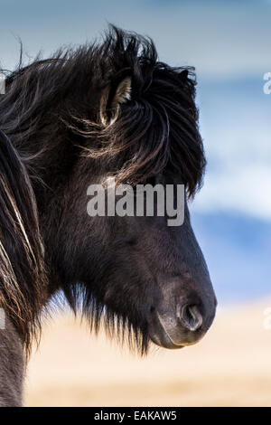 Icelandic horse, portrait, Vik, Iceland Stock Photo - Alamy