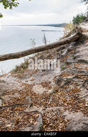 Autumnal trees on Kepa Redlowska cliff-like Baltic Sea coastline in ...