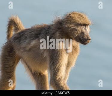 Chacma baboon in Kruger National Park, South Africa. Safari in savannah ...