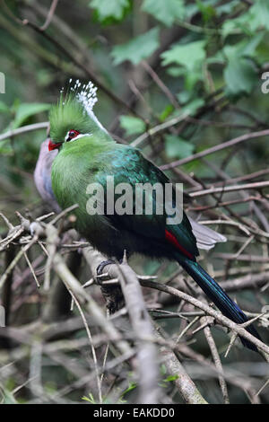 Livingstone's Lourie Tauraco livingstonii Stock Photo - Alamy