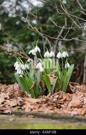 Giant snowdrop, Galanthus elwesii, flowering in a February garden Stock ...