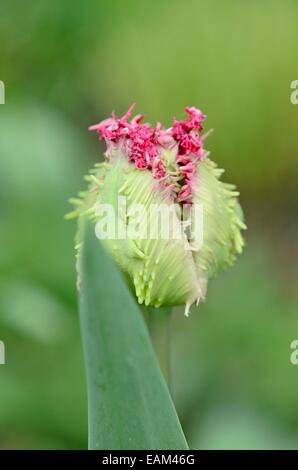 Red tulips "Barbados" Fringed Stock Photo - Alamy