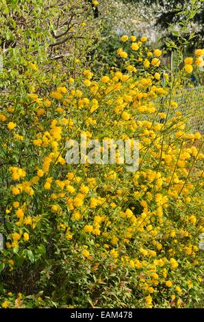 Japanese rose, Kerria japonica 'Pleniflora', Close view of one yellow ...
