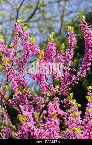 Pink flowering tree Cercis chinensis, the Chinese redbud. Spring bloom ...