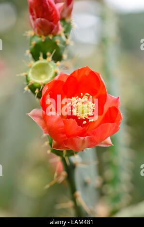 Red opuntia cactus or prickly pear on white background. Top view Stock ...