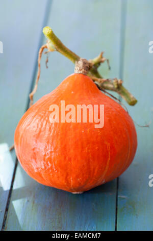 Potimarron 'Uchiki kuri' Stock Photo - Alamy