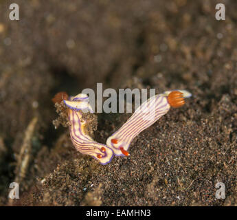 Nudibranch Sea Slug, Hypselodoris whitei, laying an egg ribbon ...