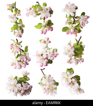 A closeup of blooming magnolia fruit isolated in blurred background ...