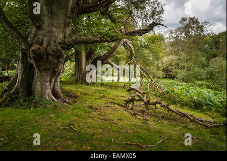 Ashurst Lodge Bronze Age enclosure in the New Forest, Hampshire, UK ...