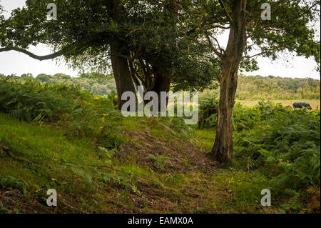 Ashurst Lodge Bronze Age enclosure in the New Forest, Hampshire, UK ...
