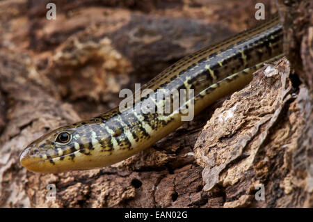 Eastern glass lizard, Ophisaurus ventralis, legless lizard native to ...