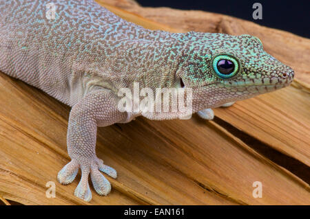 Standing's day gecko (Phelsuma standingi), also known as the banded day ...