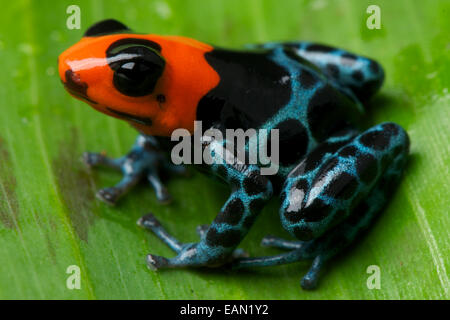 Blessed Poison Frog (Ranitomeya benedicta) - captive specimen. The ...