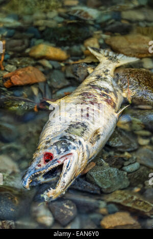 Goldstream Provincial Park during salmon spawn, Victoria, Vancouver ...
