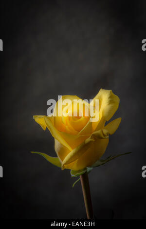 Close up of yellow rose bud on green bush in a garden. Single Rosa ...