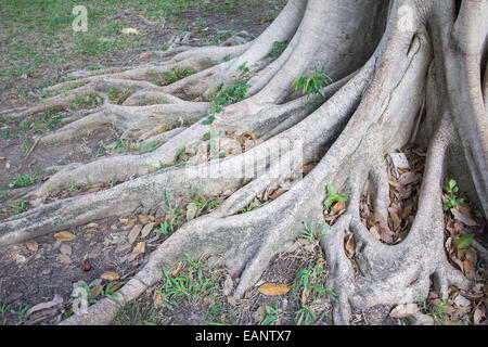 Tree with underground root system Stock Photo - Alamy