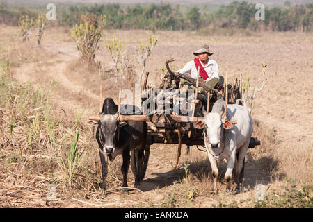 Bullock, bull ox cart used to transport harvested goods including Stock ...