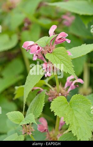 Giant, Dead Nettle, Plant, Lamium orvala, flower, Balm-Leaved Red ...