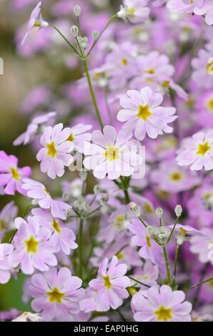 Fairy Primrose Stock Photo - Alamy