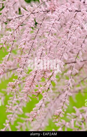 Tamarix gallica, French Tamarisk Stock Photo - Alamy